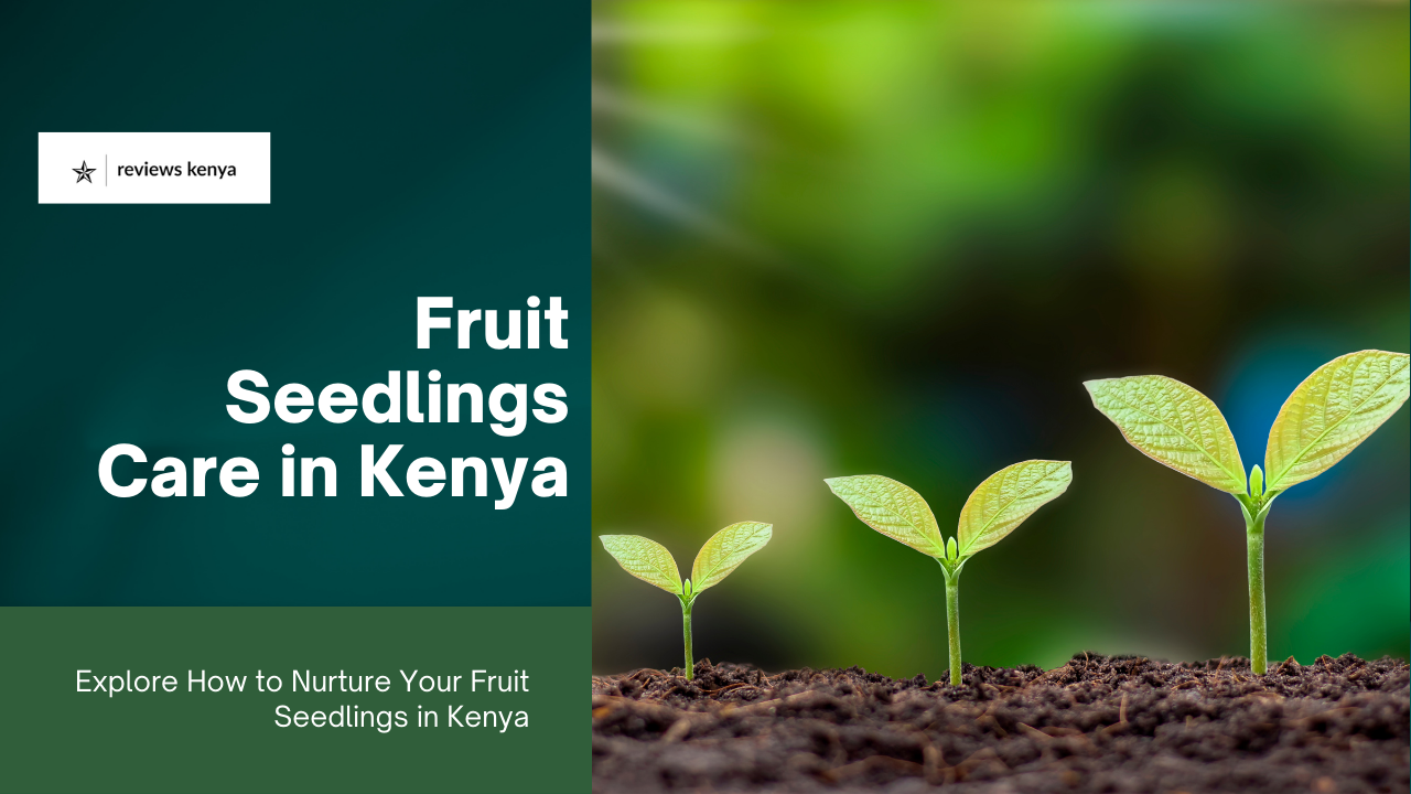 Fruit Seedlings Care in Kenya: Tips for Maximum Yield - Reviews Kenya